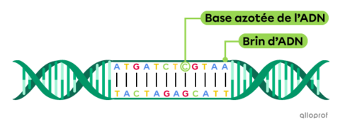 L'ADN, les gènes et les chromosomes | Secondaire | Alloprof