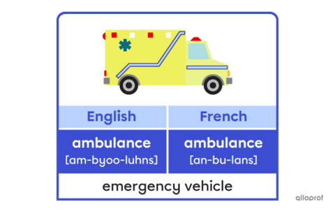 Cognates (True Friends) | Alloprof