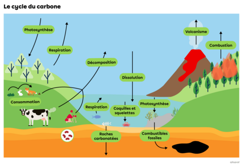 Le cycle du carbone | Secondaire | Alloprof