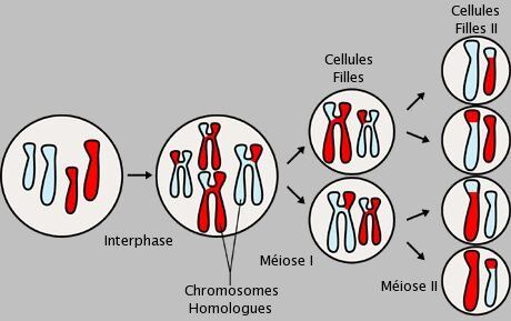 La division cellulaire (mitose et méiose) | Secondaire | Alloprof