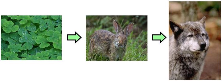 Food Chains | Alloprof