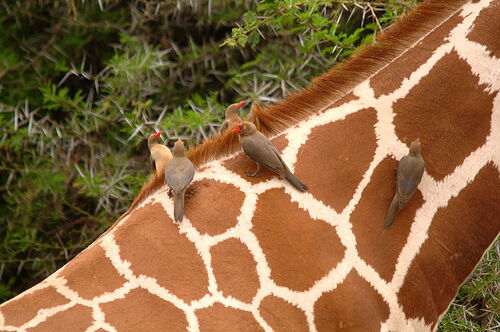 Interspecific and Intraspecific Relationships | Secondaire | Alloprof