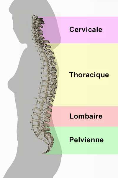 Le squelette et les os | Secondaire | Alloprof