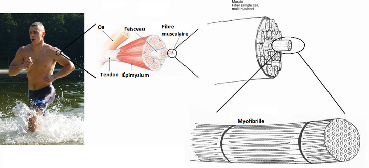 Les muscles | Secondaire | Alloprof