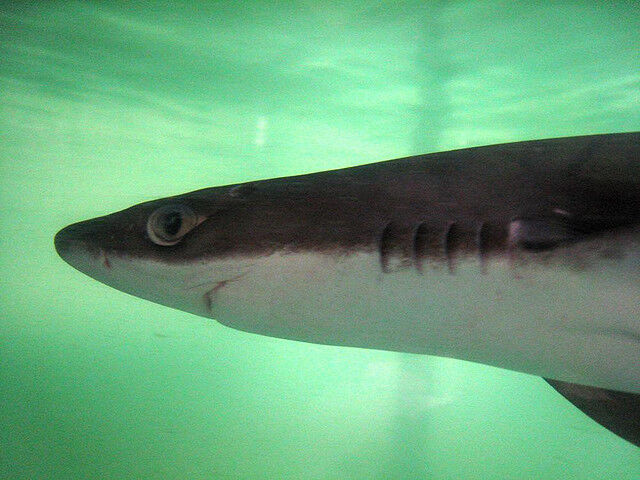 La reproduction chez les animaux | Alloprof