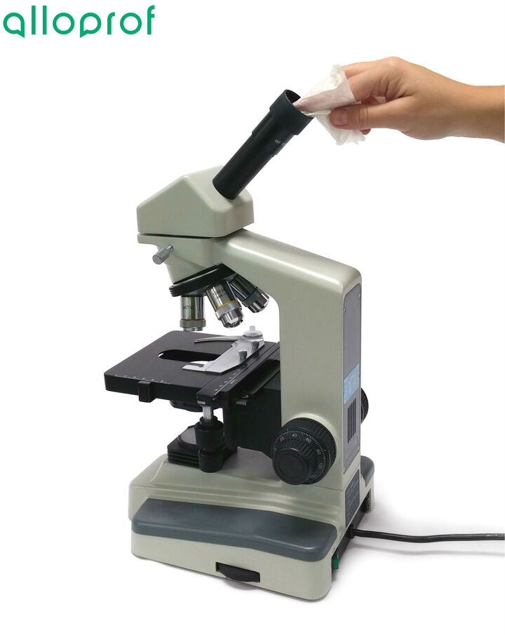 L'utilisation du microscope | Secondaire | Alloprof