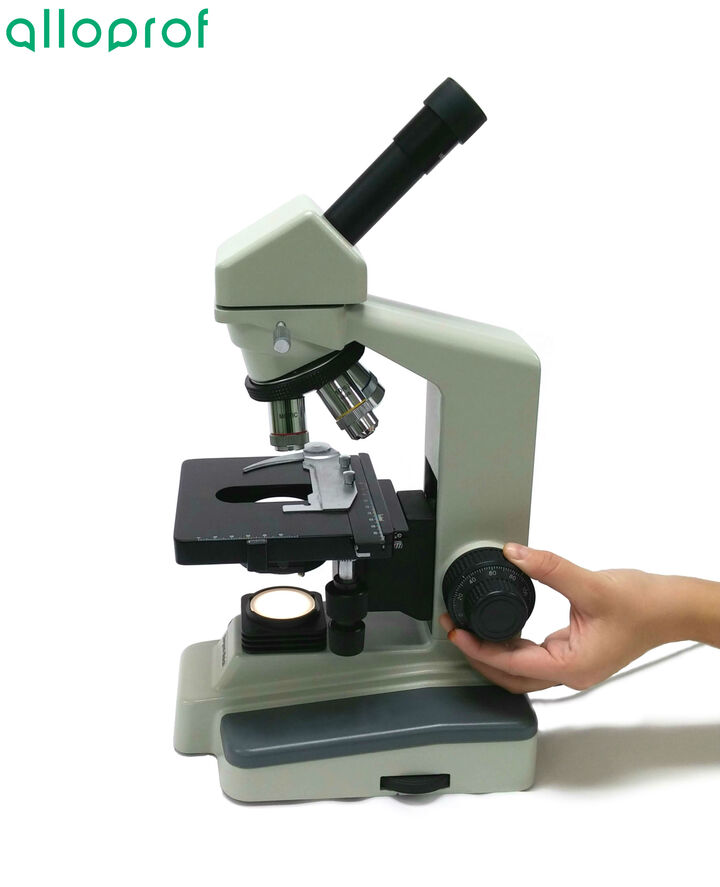 L'utilisation du microscope | Secondaire | Alloprof
