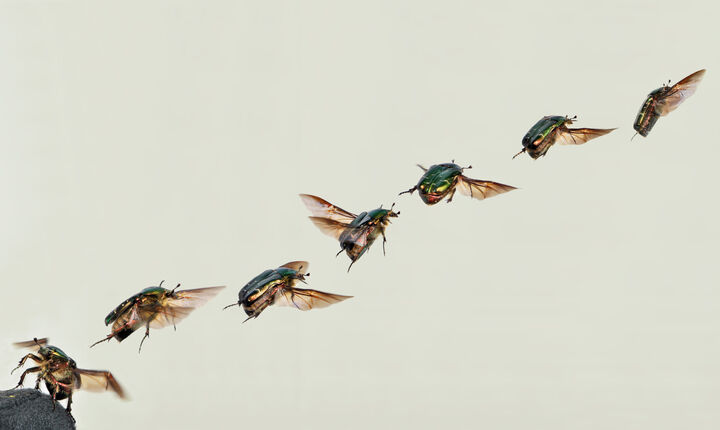 Movement of Living Things | Primaire | Alloprof