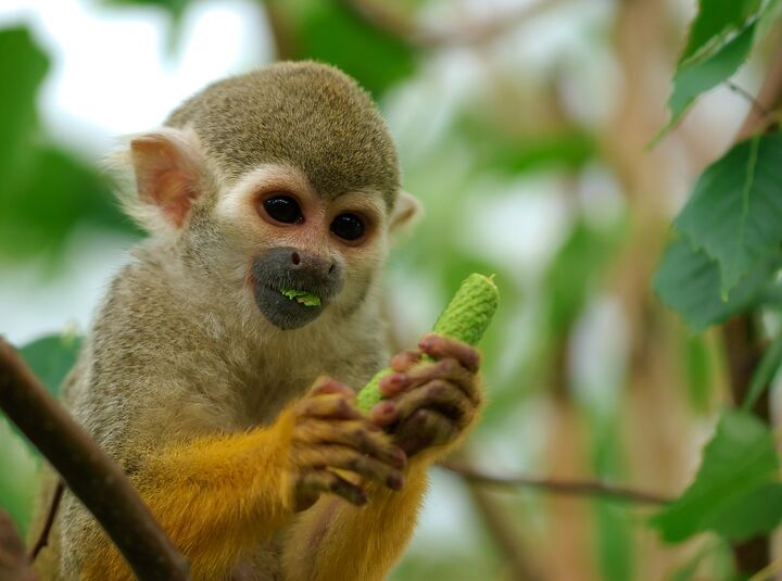 L'alimentation chez les animaux | Alloprof