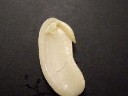 La croissance des végétaux | Alloprof