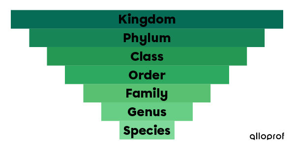 Classification of Living Organisms (Taxonomy) | Secondaire | Alloprof