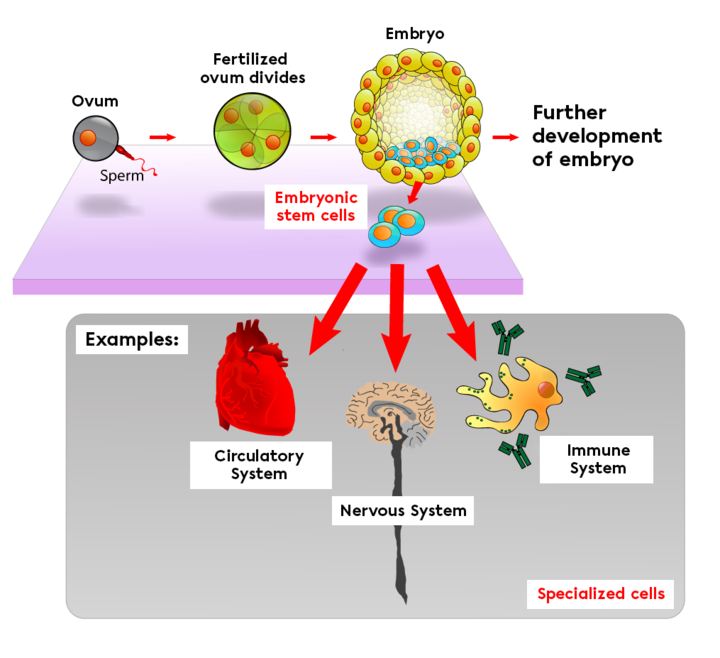 Cell Culture | Secondaire | Alloprof