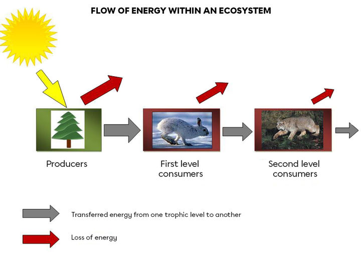 Trophic Relationships and Flow of Matter | Secondaire | Alloprof