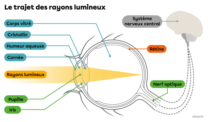 L'œil et la vue | Secondaire | Alloprof