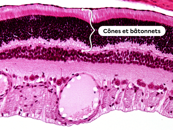 L'œil et la vue | Secondaire | Alloprof