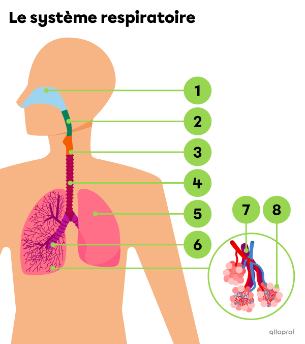 Le système respiratoire et son anatomie | Secondaire | Alloprof