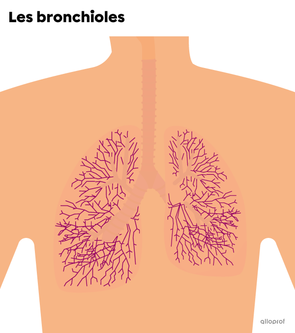 Le système respiratoire et son anatomie | Secondaire | Alloprof