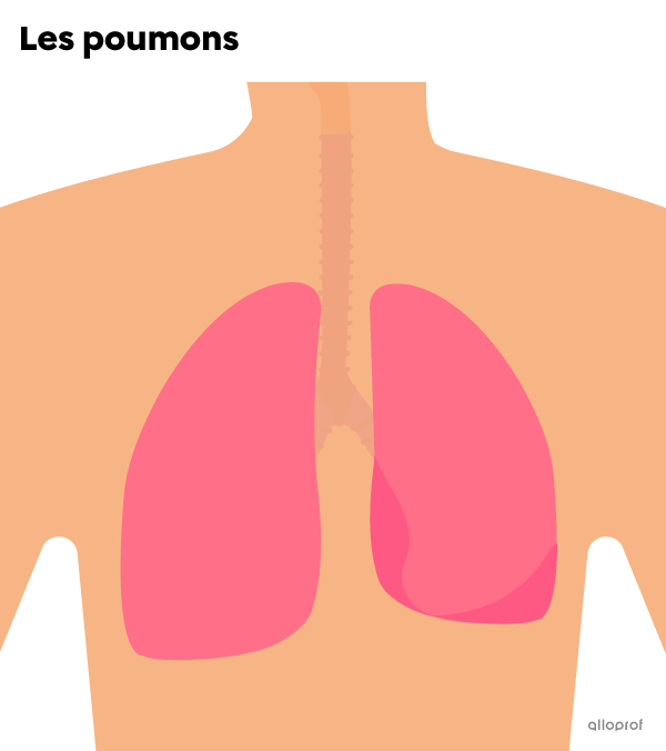 Le système respiratoire et son anatomie | Secondaire | Alloprof