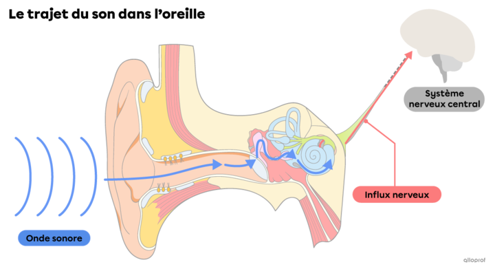 L'oreille, l'ouïe et l'équilibre | Secondaire | Alloprof