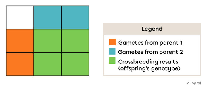 Crossbreeding (Mendel's Laws) | Secondaire | Alloprof