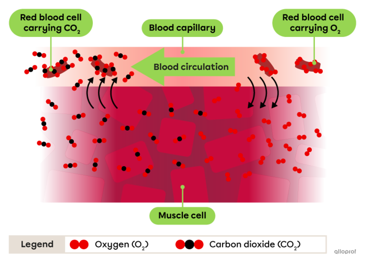 Pulmonary Gas Exchanges | Secondaire | Alloprof