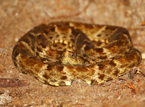 Le territoire forestier de l'Amazonie | Secondaire | Alloprof