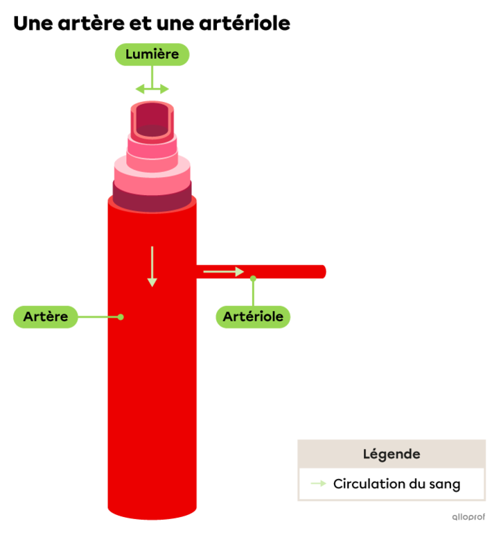 Le système circulatoire et son anatomie | Secondaire | Alloprof