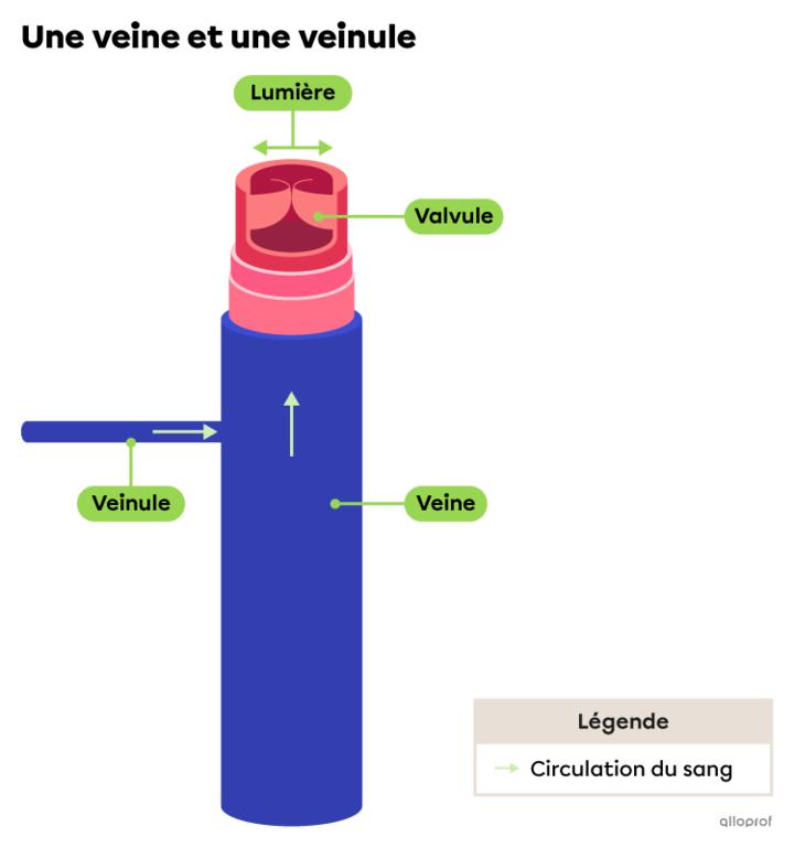 Le système circulatoire et son anatomie | Secondaire | Alloprof