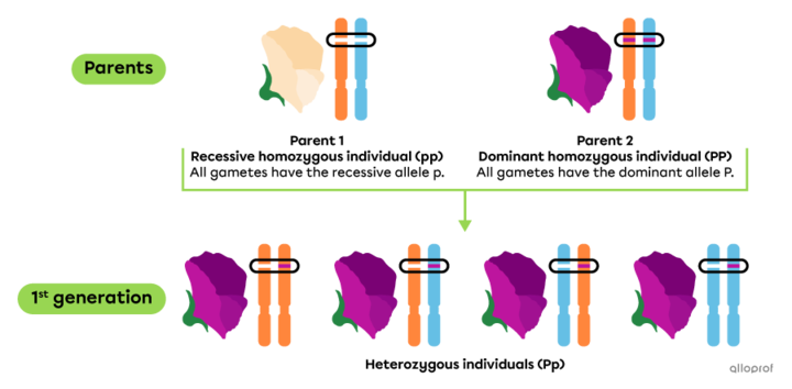 Crossbreeding (Mendel's Laws) | Secondaire | Alloprof