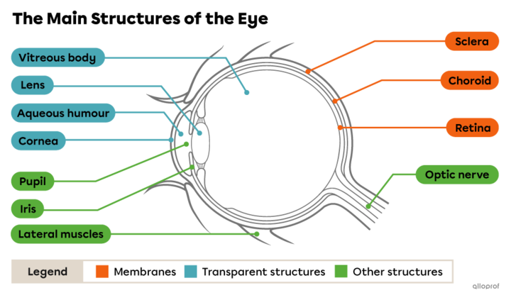 Eyes and Vision | Secondaire | Alloprof