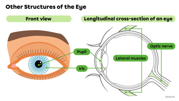 Eyes and Vision | Secondaire | Alloprof