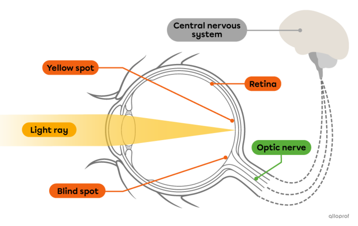 Eyes and Vision | Secondaire | Alloprof