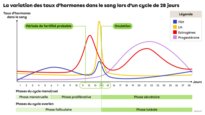 Le cycle ovarien et le cycle menstruel | Secondaire | Alloprof