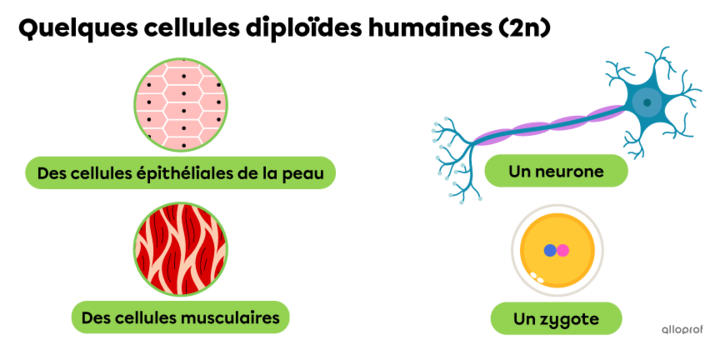 Les cellules haploïdes et diploïdes (notions avancées) | Secondaire ...
