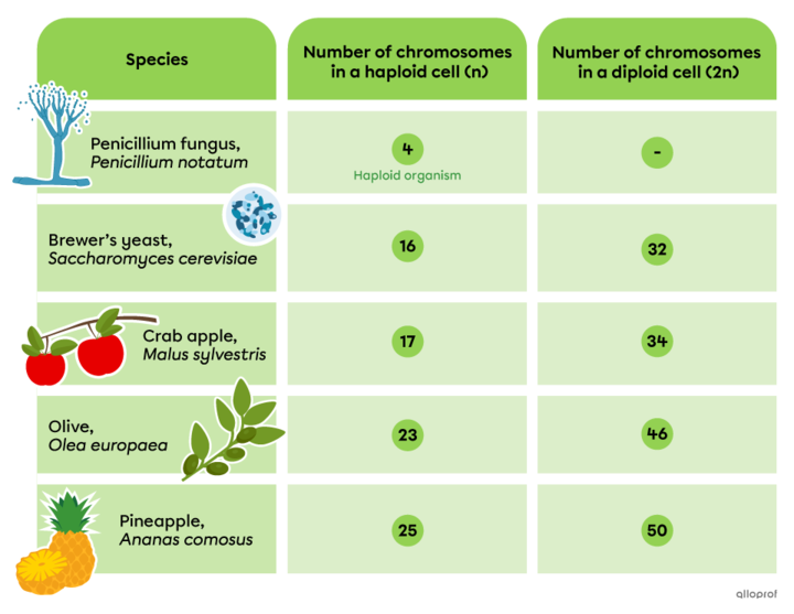 Haploid and Diploid Cells (Advanced Concepts) | Secondaire | Alloprof