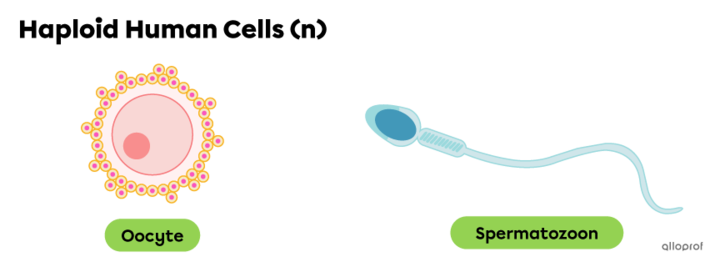 Haploid and Diploid Cells (Advanced Concepts) | Secondaire | Alloprof