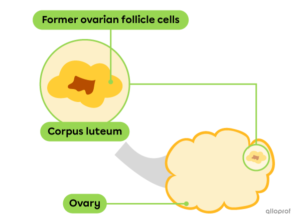 Ovarian and Menstrual Cycles | Secondaire | Alloprof