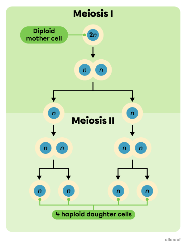 The Phases of Meiosis (Advanced Concepts) | Secondaire | Alloprof