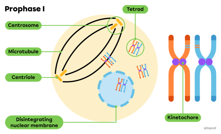 The Phases of Meiosis (Advanced Concepts) | Secondaire | Alloprof
