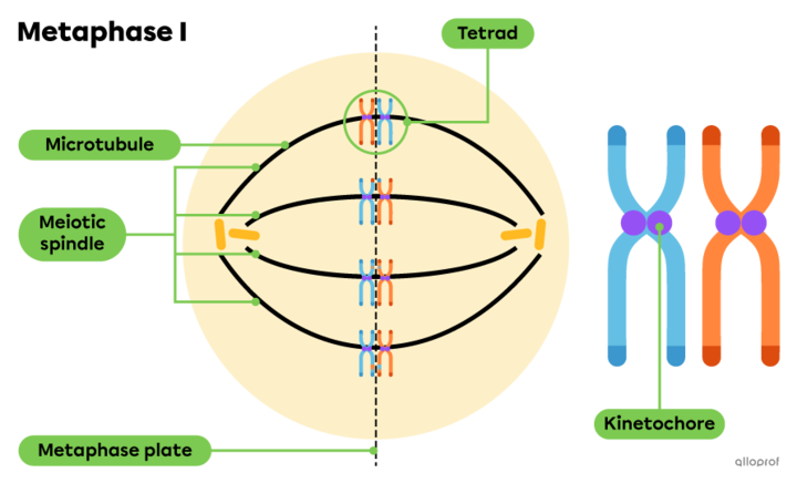 The Phases of Meiosis (Advanced Concepts) | Secondaire | Alloprof