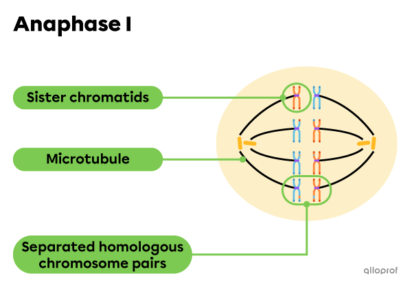 The Phases of Meiosis (Advanced Concepts) | Secondaire | Alloprof