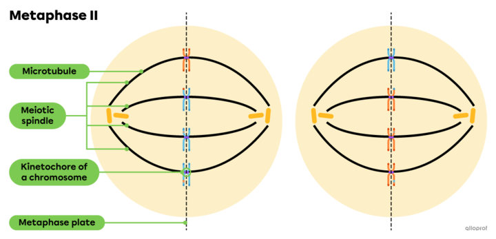 The Phases of Meiosis (Advanced Concepts) | Secondaire | Alloprof