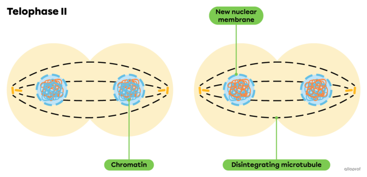 The Phases of Meiosis (Advanced Concepts) | Secondaire | Alloprof