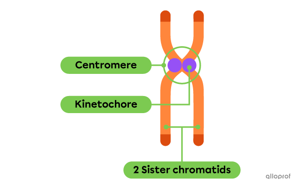 The Phases of Meiosis (Advanced Concepts) | Secondaire | Alloprof
