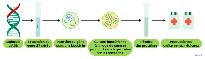 Le clonage | Secondaire | Alloprof