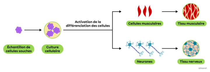 Le clonage | Secondaire | Alloprof