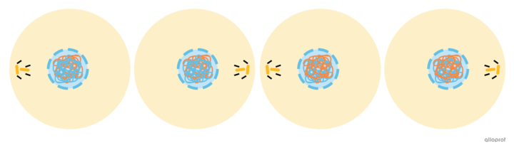 The Phases of Meiosis (Advanced Concepts) | Secondaire | Alloprof