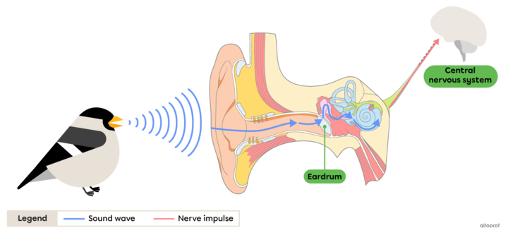 Classification of Waves (Advanced Concepts) | Secondaire | Alloprof