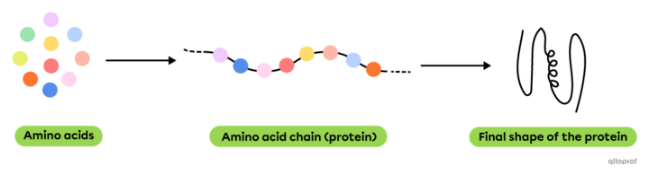 Protein Synthesis | Secondaire | Alloprof