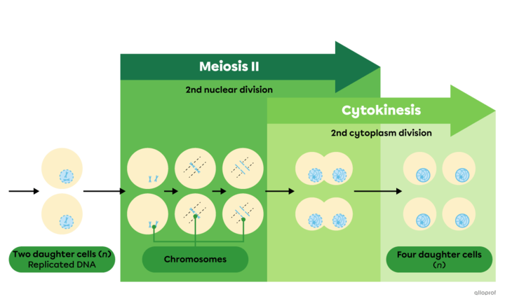 Cell Division (Mitosis and Meiosis) | Secondaire | Alloprof